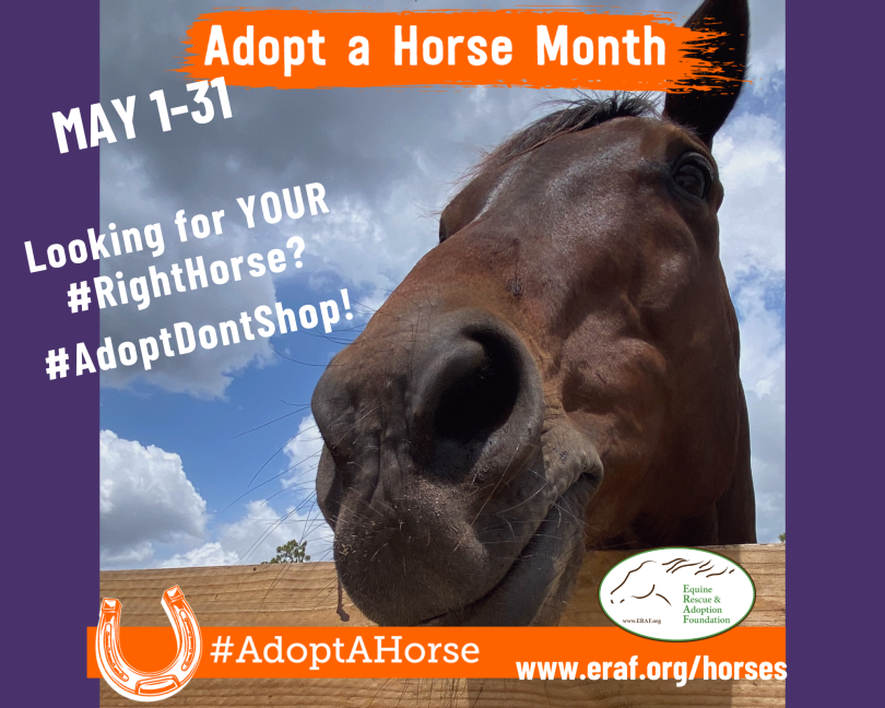 AdoptAHorse Month 2022 - ERAF Horse Rescue Horse Adoption Florida