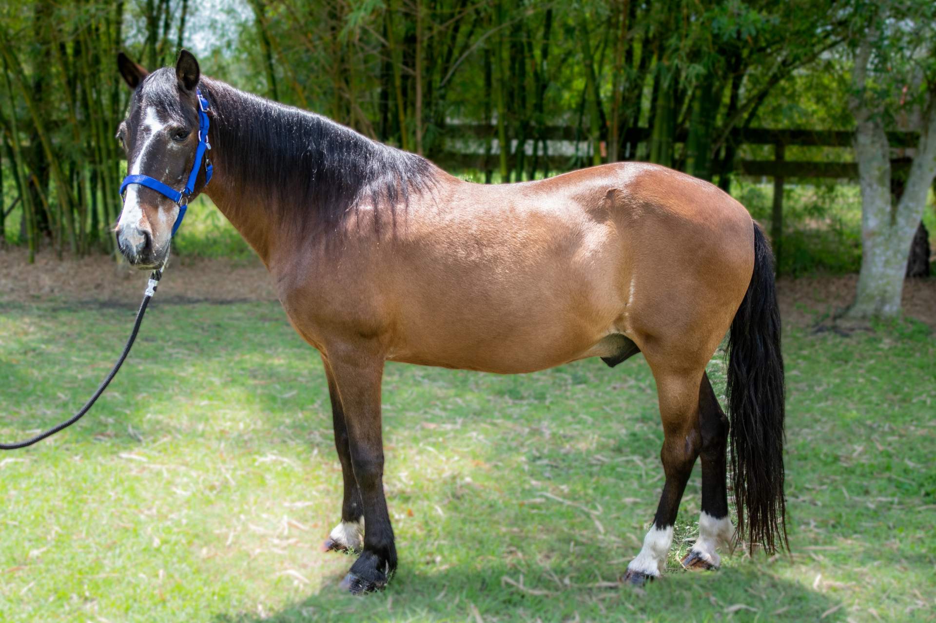 Buddy - ERAF Horse Rescue Horse Adoption Florida
