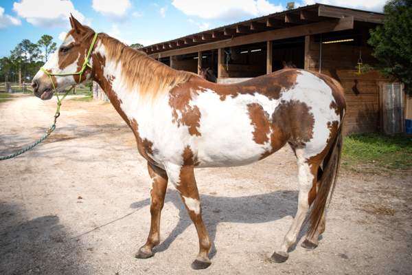 Calico - ERAF Horse Rescue Horse Adoption Florida