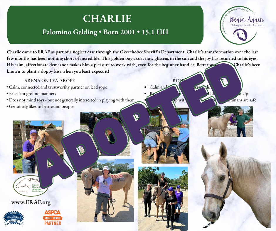 Begin Again Horses - ERAF Horse Rescue Horse Adoption Florida