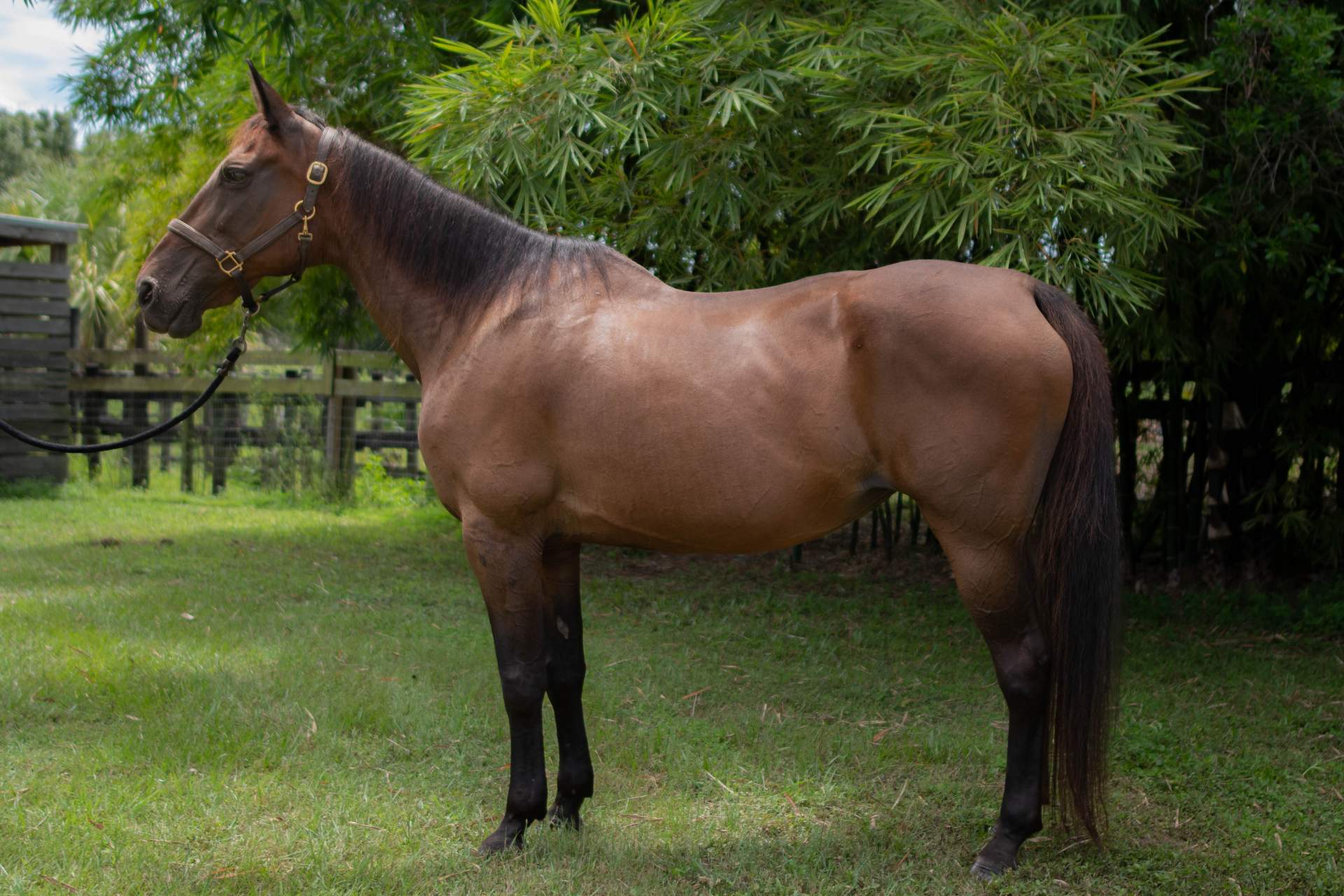 Dancer - ERAF Horse Rescue Horse Adoption Florida