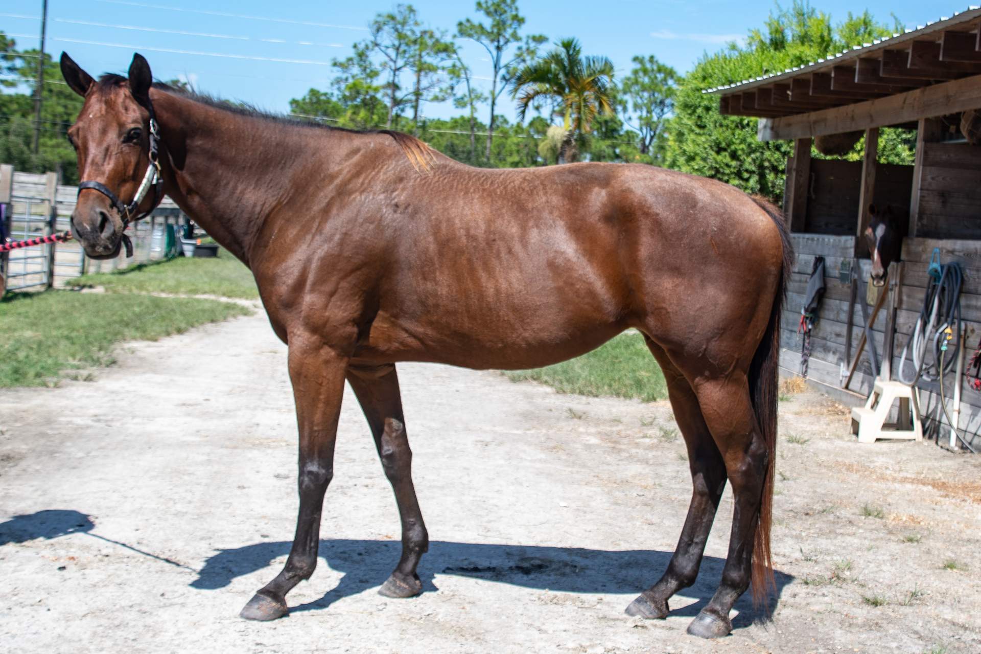 Ellie - ERAF Horse Rescue Horse Adoption Florida