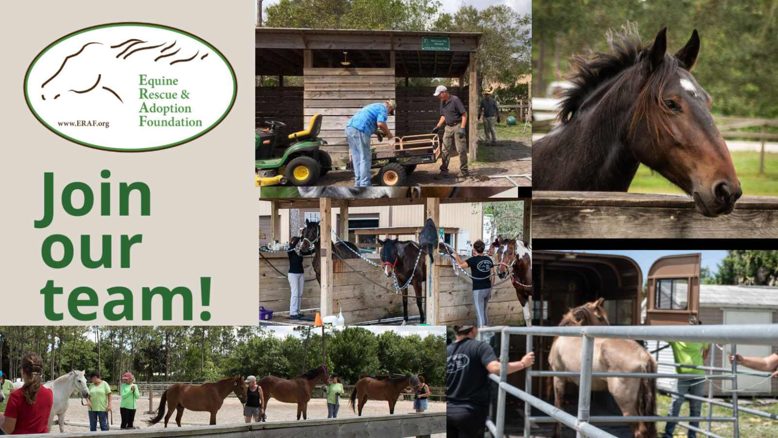 Job Opportunities At ERAF - ERAF Horse Rescue Horse Adoption Florida