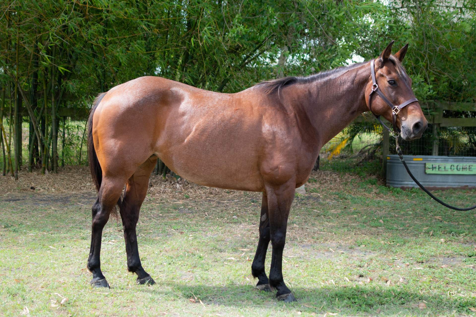 Lucy - ERAF Horse Rescue Horse Adoption Florida