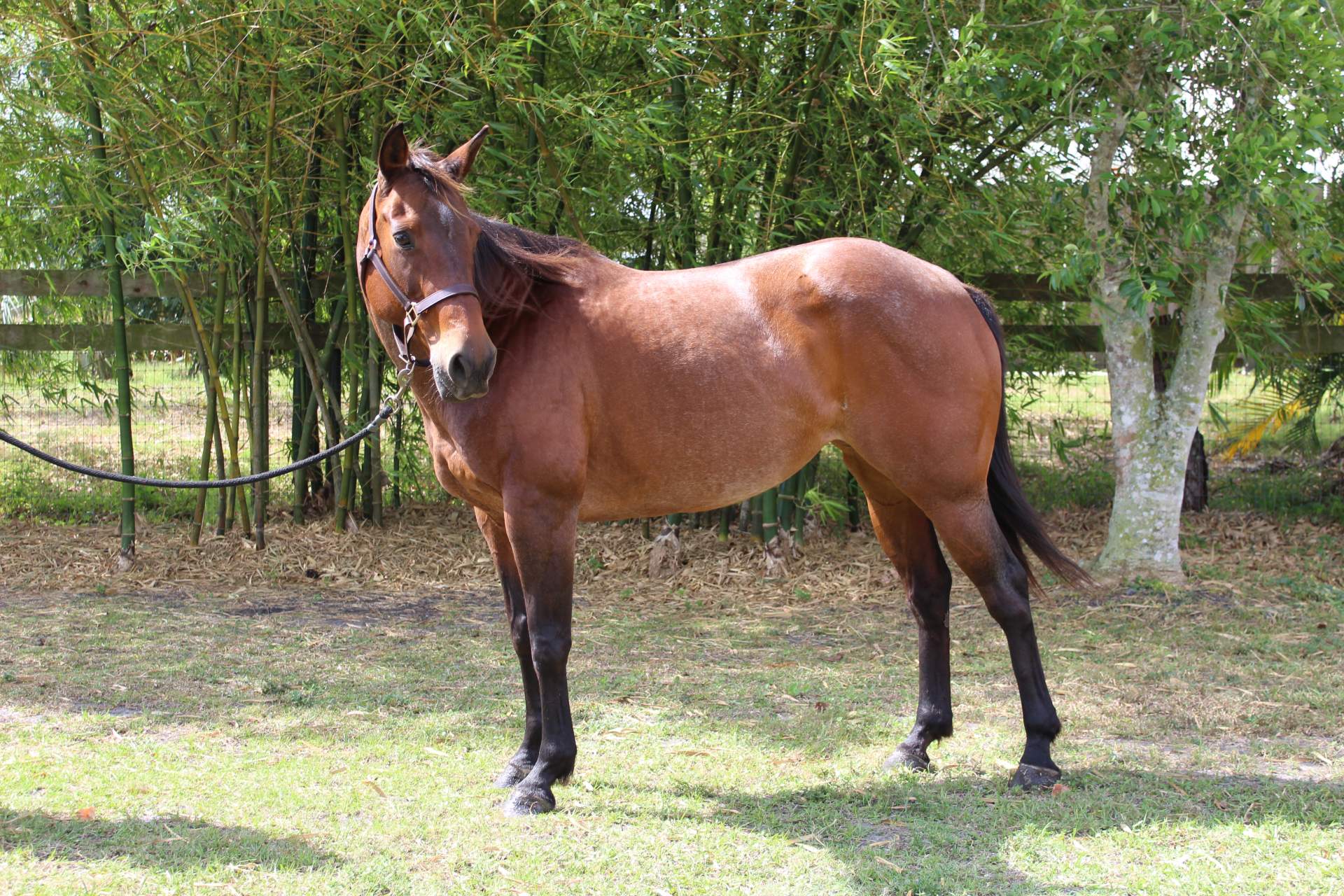 Test Code - ERAF Horse Rescue Horse Adoption Florida