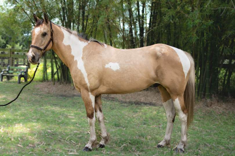 Oaklee - ERAF Horse Rescue Horse Adoption Florida