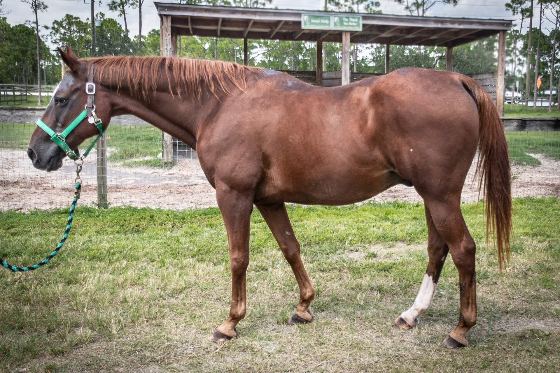 Red - ERAF Horse Rescue Horse Adoption Florida