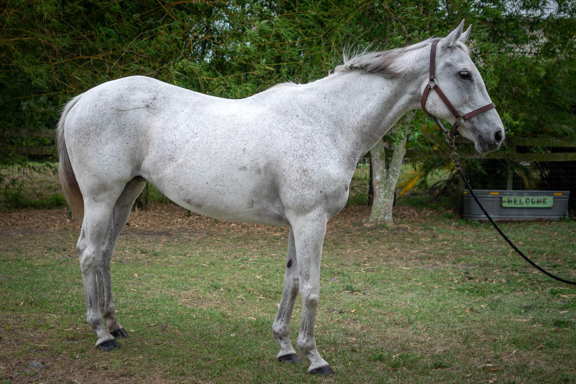 Skippy (Skip Right) - ERAF Horse Rescue Horse Adoption Florida