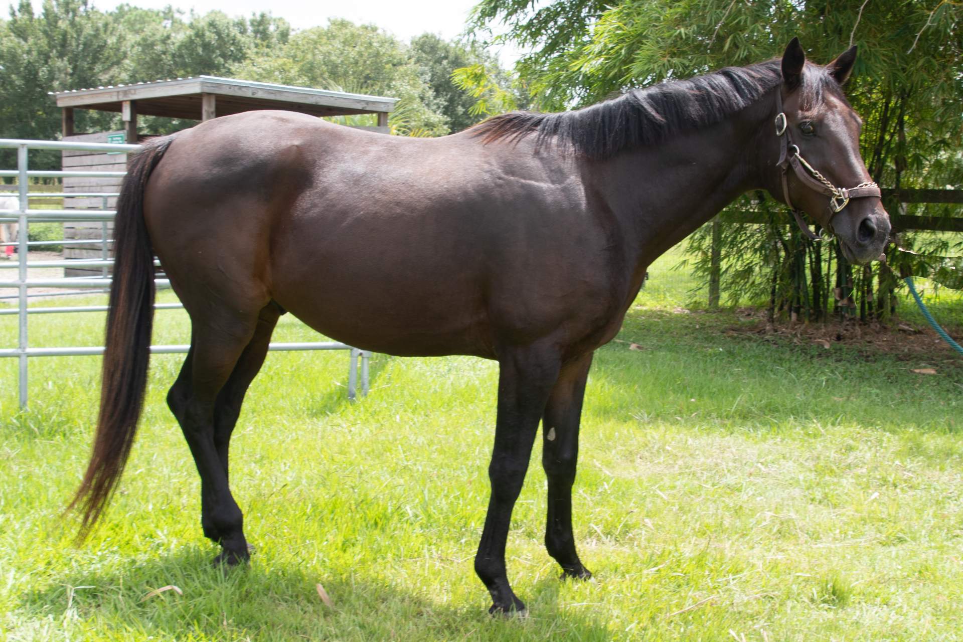Sky (All Sky) - ERAF Horse Rescue Horse Adoption Florida