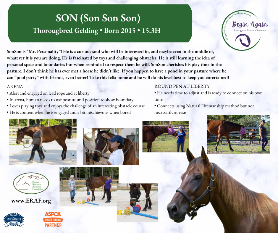 Our Donors - ERAF Horse Rescue Horse Adoption Florida