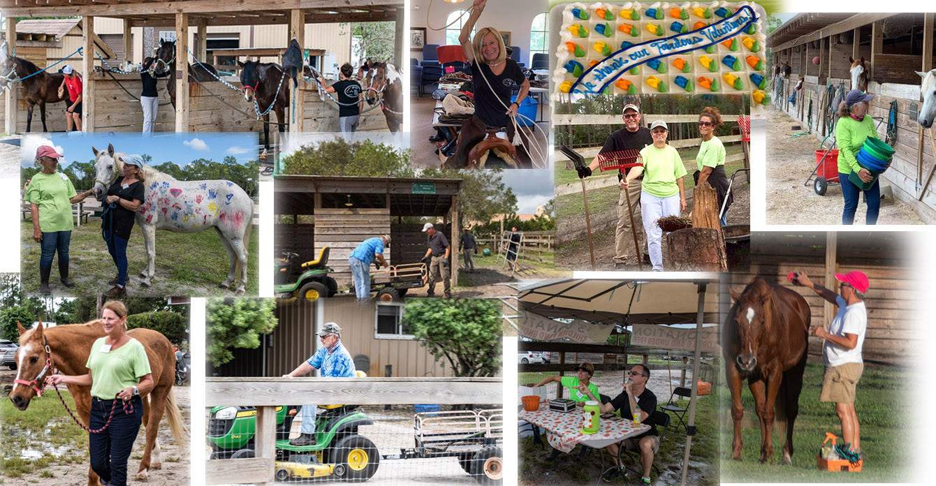 Volunteer Information - ERAF Horse Rescue Horse Adoption Florida