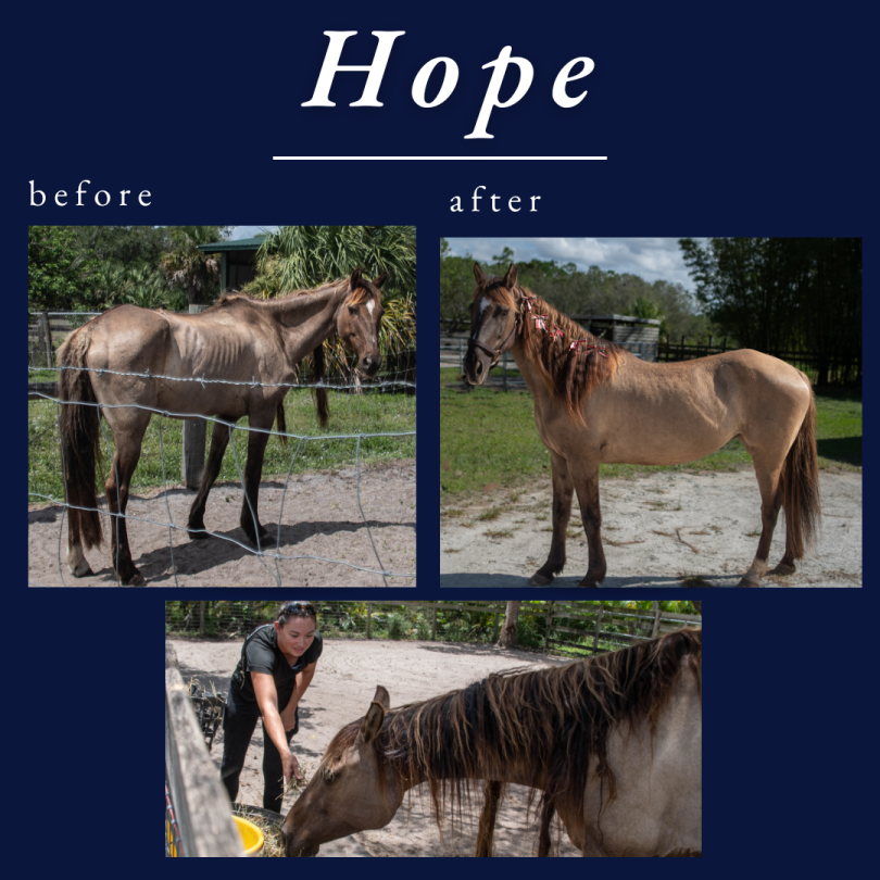 Have you Donated to our ERAF End-of-Year Appeal? - ERAF Horse Rescue ...
