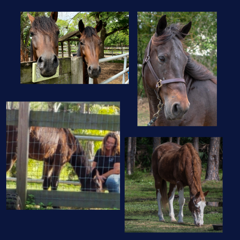 Have you Donated to our ERAF End-of-Year Appeal? - ERAF Horse Rescue ...