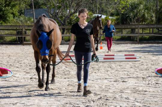 Calypso(Strategically) - ERAF Horse Rescue Horse Adoption Florida