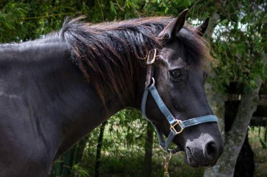 Eve - ERAF Horse Rescue Horse Adoption Florida