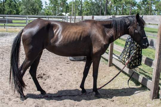 Eve - ERAF Horse Rescue Horse Adoption Florida