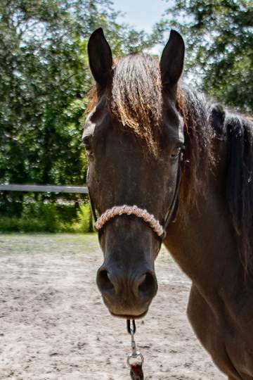 Eve - ERAF Horse Rescue Horse Adoption Florida